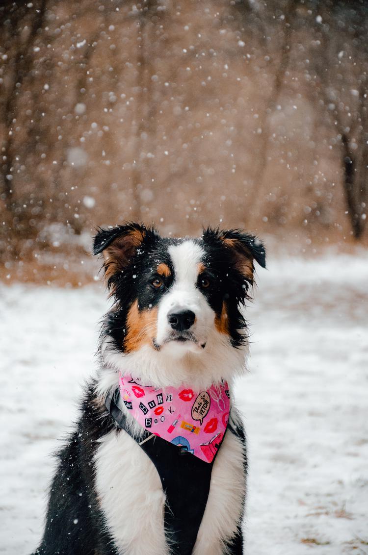 Dipper's portfolio content