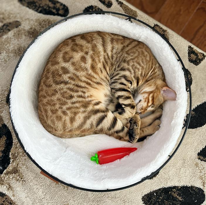 Brave Cat Benji 's portfolio content