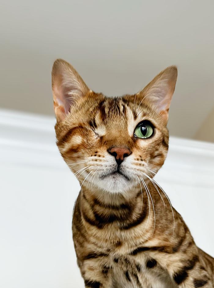 Brave Cat Benji 's portfolio content