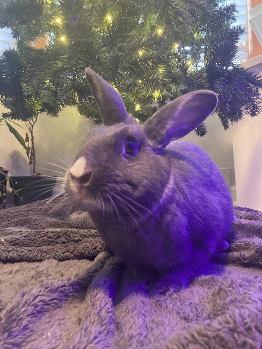 Margaux Di Iorio's portfolio content